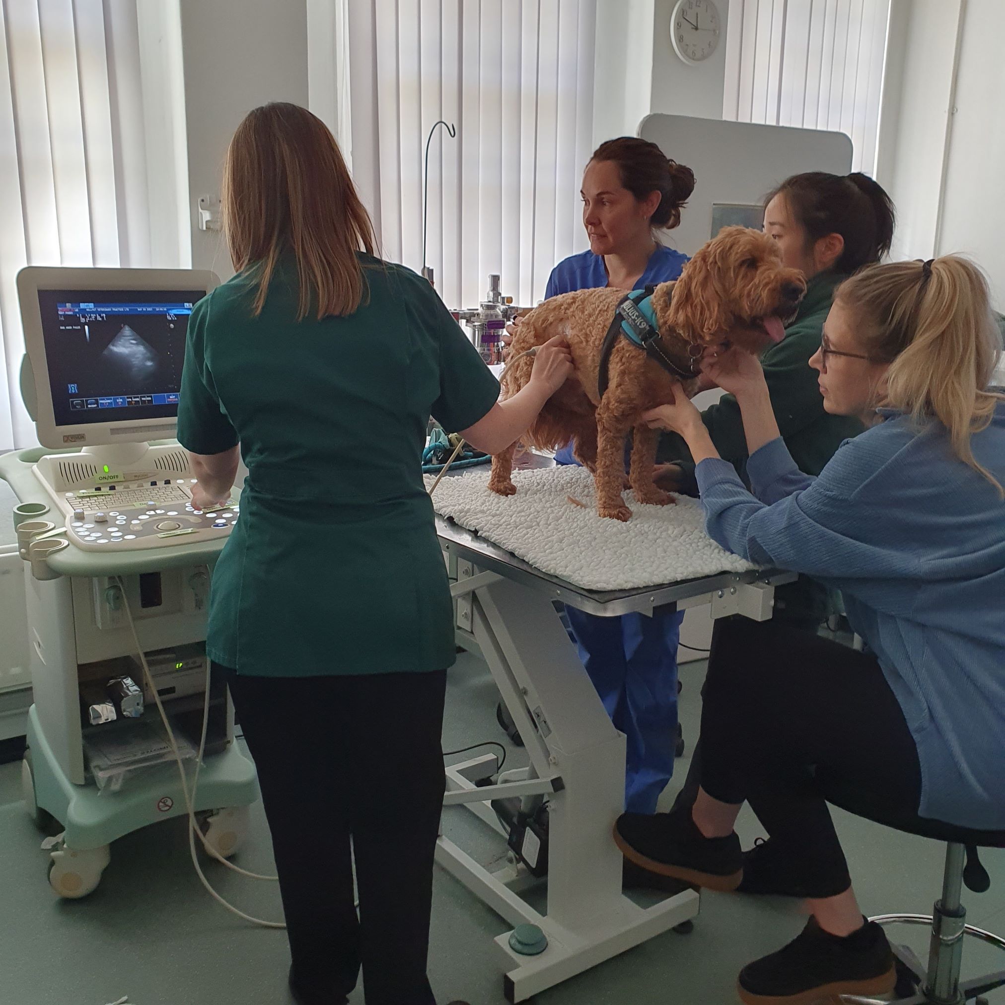 In-practice Ultrasound CPD and Training - VetArtis